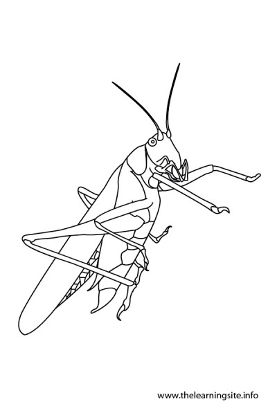 Grasshopper Flashcard – The Learning Site