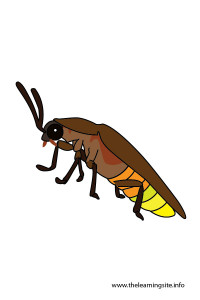 Firefly Flashcard – The Learning Site