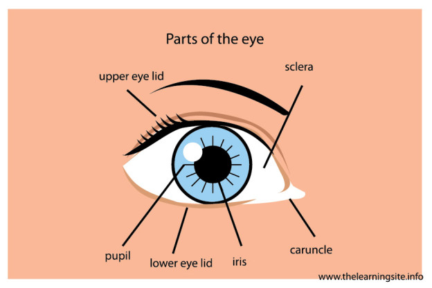 flashcard scientific charts parts of the eye-01 – The Learning Site