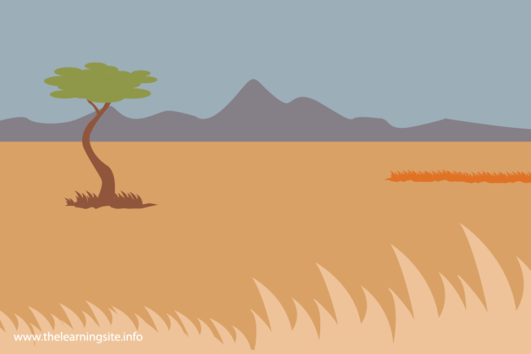 Grassland / Savanna – The Learning Site
